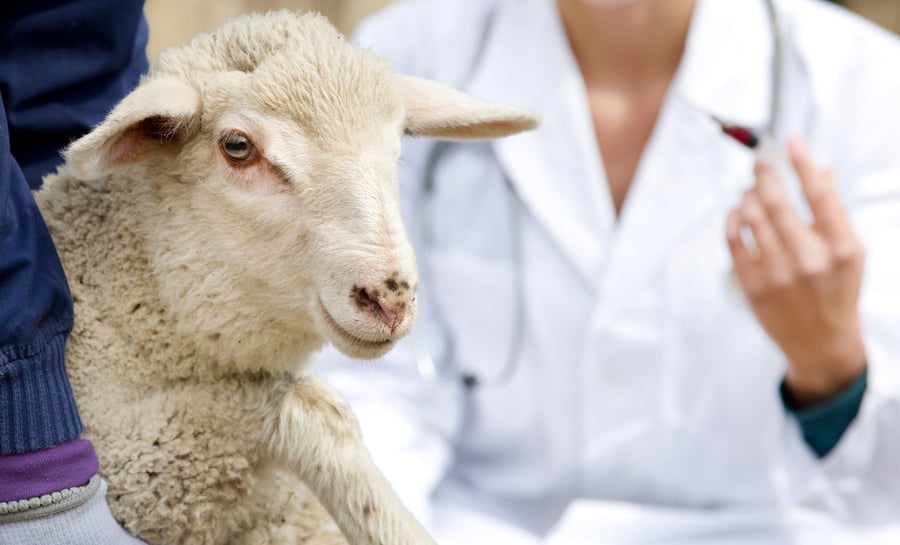 Advancements in Artificial Insemination in Sheep breeding